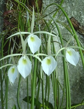brassavola-tuberculata.jpg :: Orquideasur